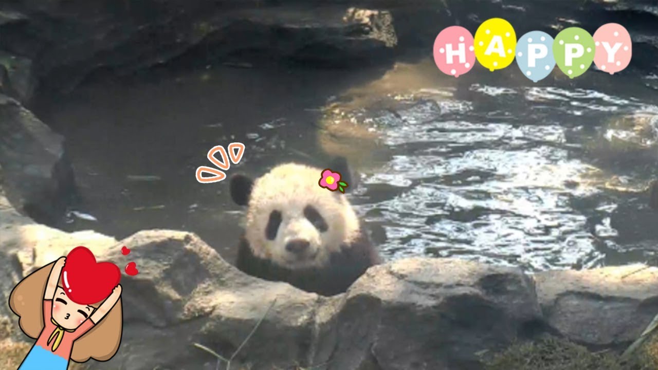 When Baby Panda Meets VIP Bathhouse~ Strolling, Swimming, So Fancy ...