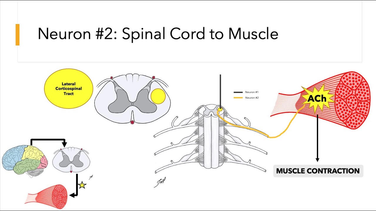 Conscious Movement Pathway (Lateral Corticospinal Tract) - YouTube