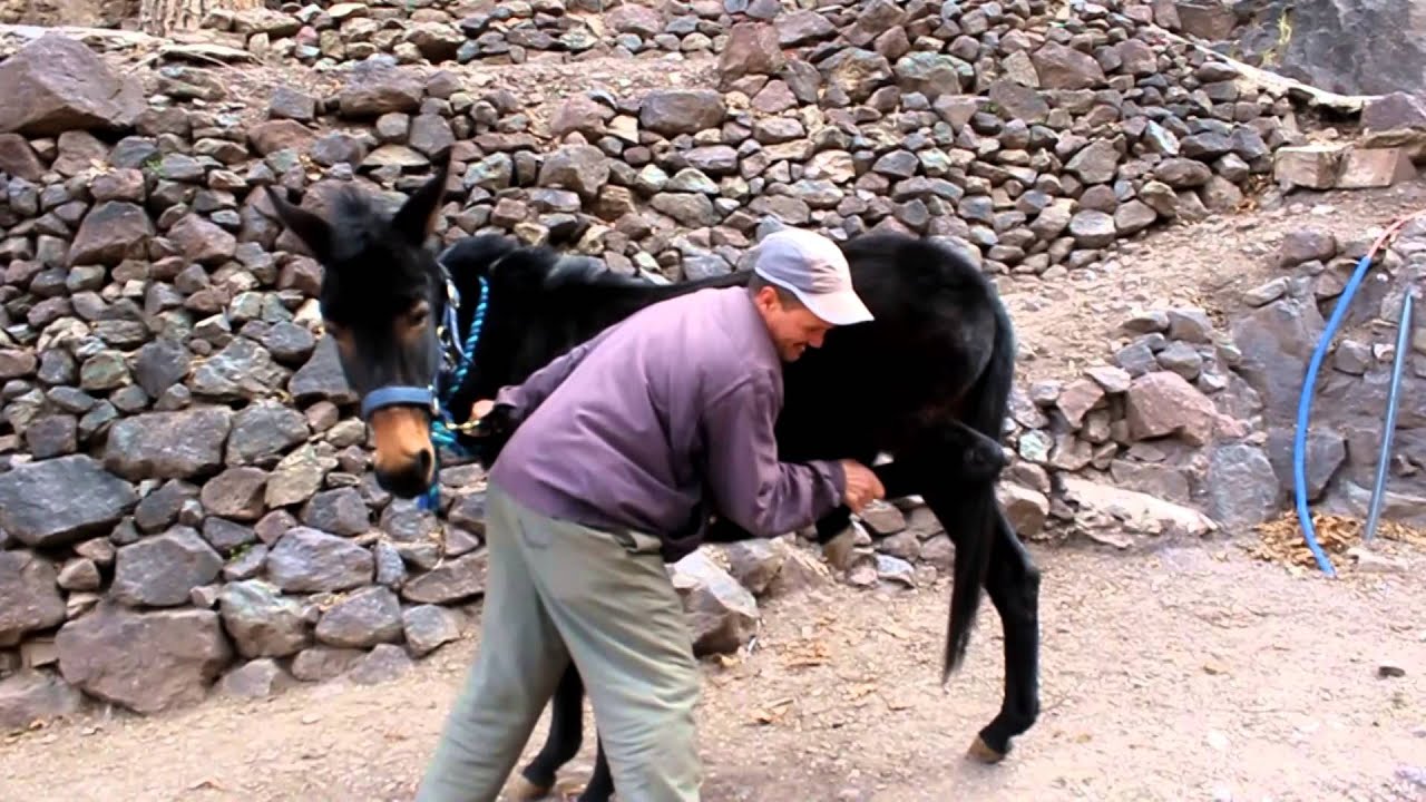 Learning to pick up the back feet of a mule - YouTube