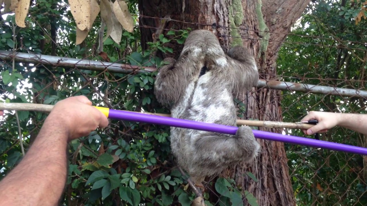 Another sloth rescue - YouTube
