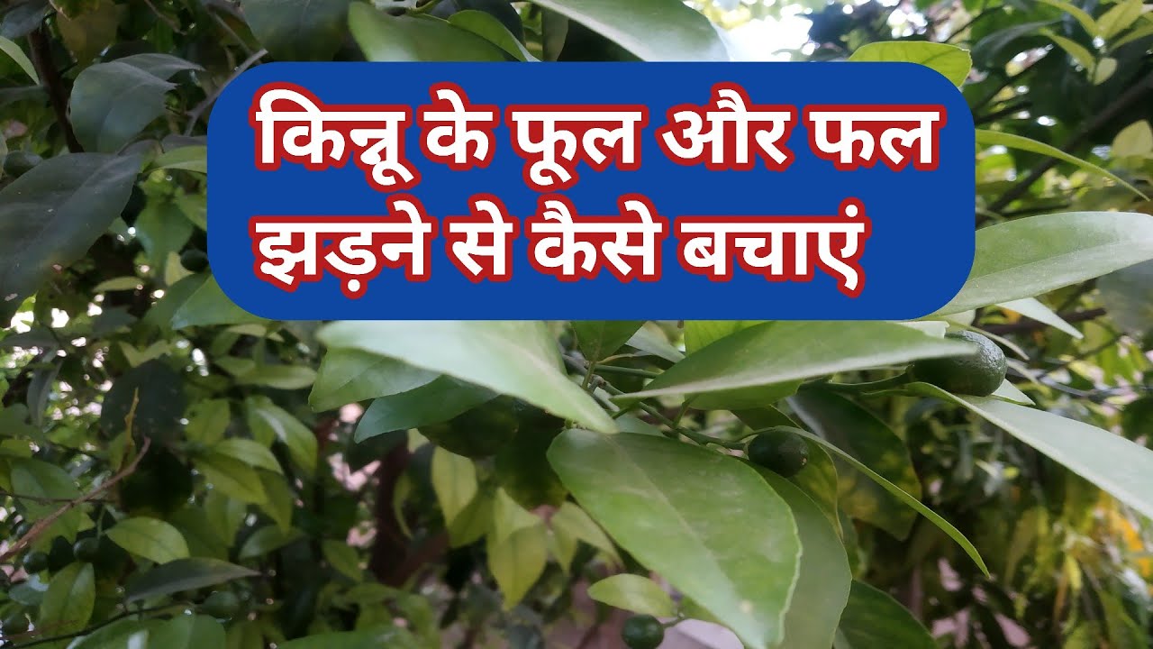किन्नू के पौधों से फूल और फल झड़ना कैसे कम किया जाए/How to care kinnu ...