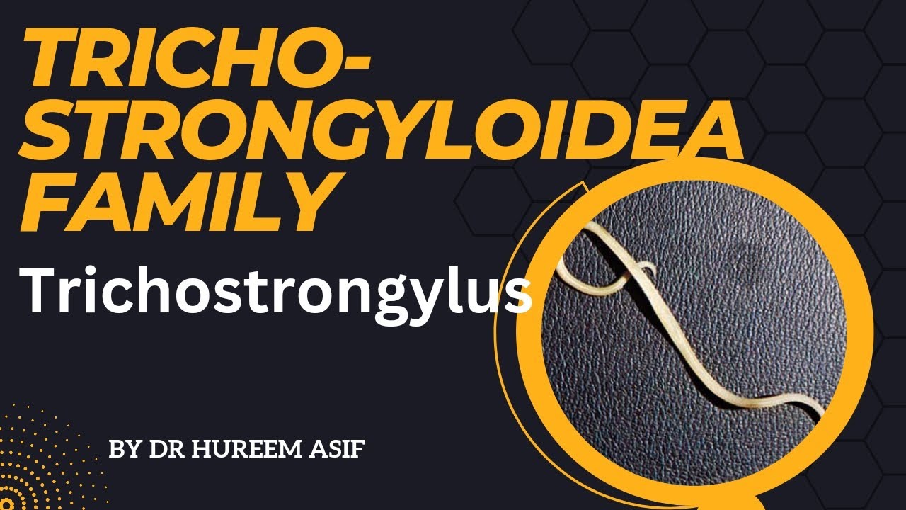 Trichostrongylus || Trichostrongyloidea family - YouTube