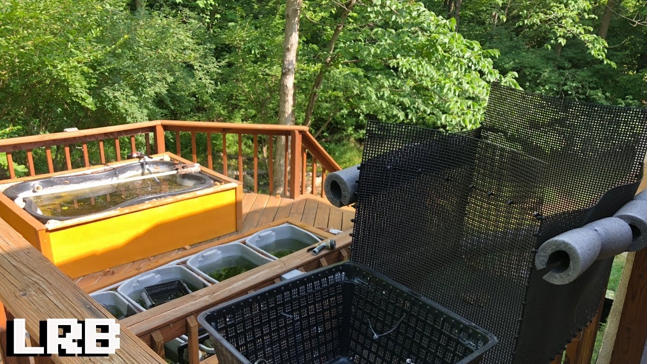 How I Build Breeding Baskets for Aquarium Fish and Outdoor Pond System ...