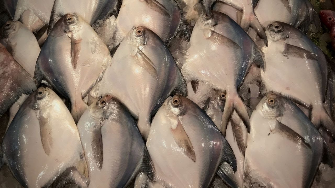 Fastest Rup Chanda fish cutting you will ever see II Silver pomfret ...