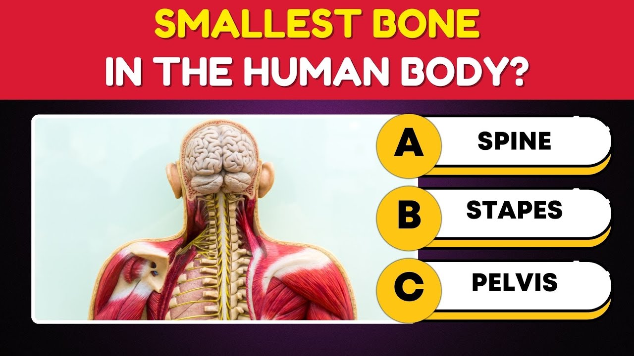 Ultimate Human Body Quiz: Test Your Anatomy Knowledge! 💡🧠 | Fun ...