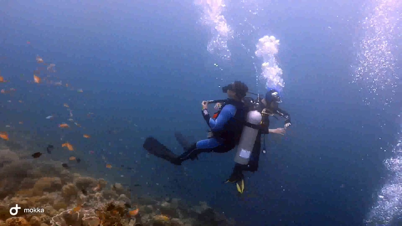 20190122 25 Moalboal diving 2 - YouTube