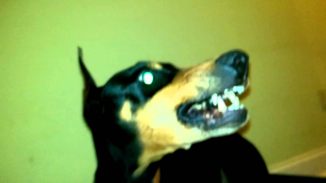 Angry Doberman and his bone. - YouTube