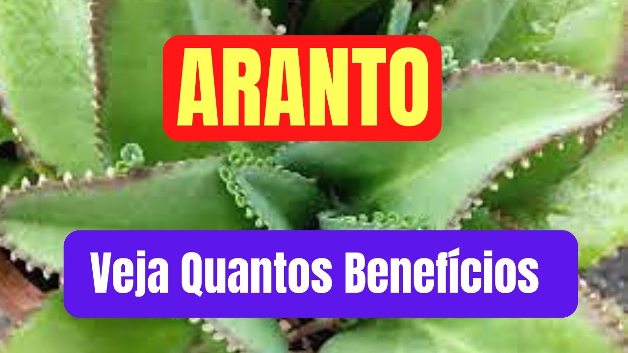 Benefícios do ARANTO. Chá de ARANTO Para Que Serve. - YouTube