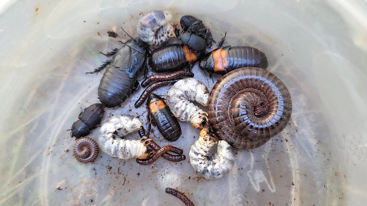 Release Insect Have Millipedes, Larva Cockroach And Scorpio Back To ...