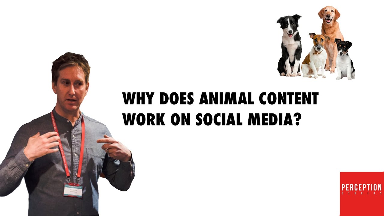 Why Does Animal Content Work - YouTube