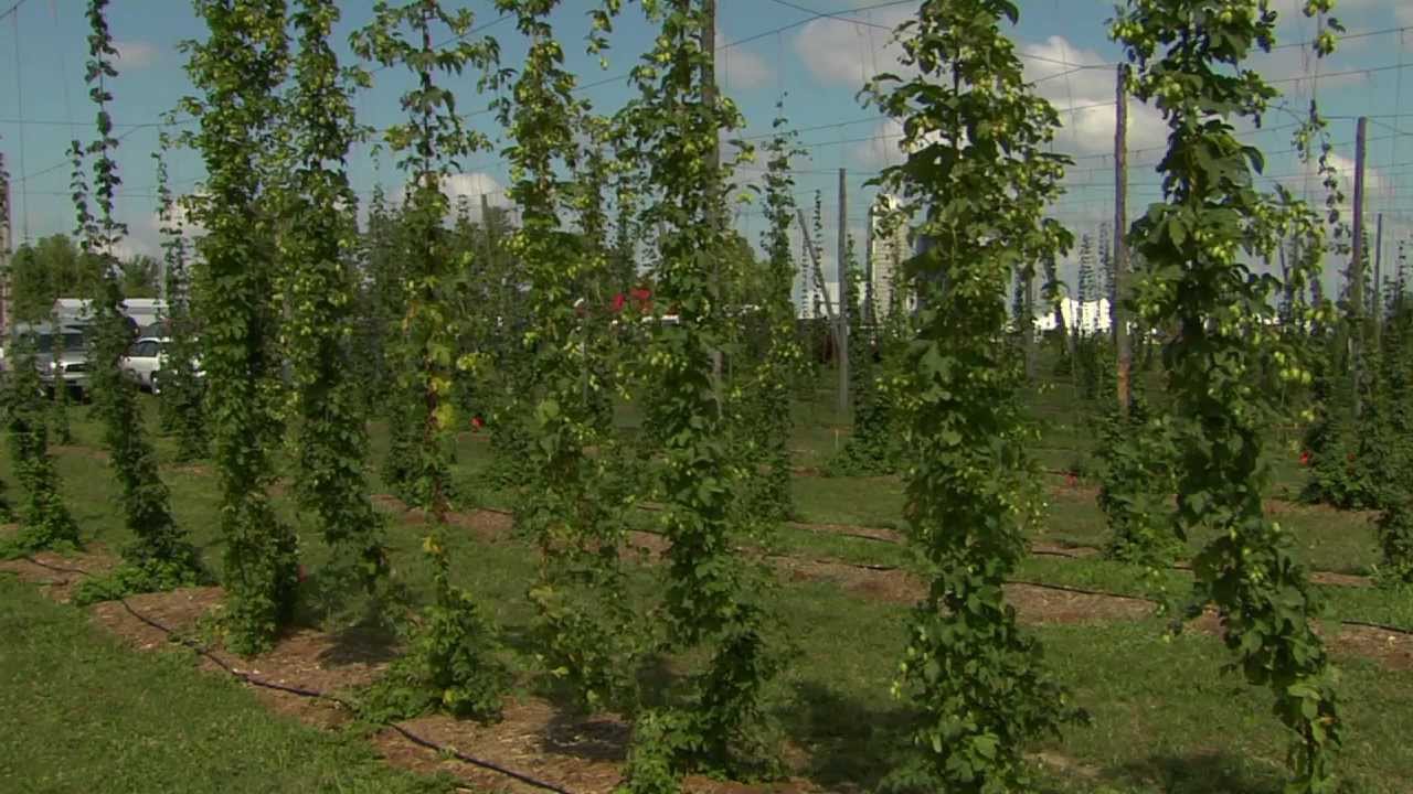 UVM Extension Hop Harvester - YouTube