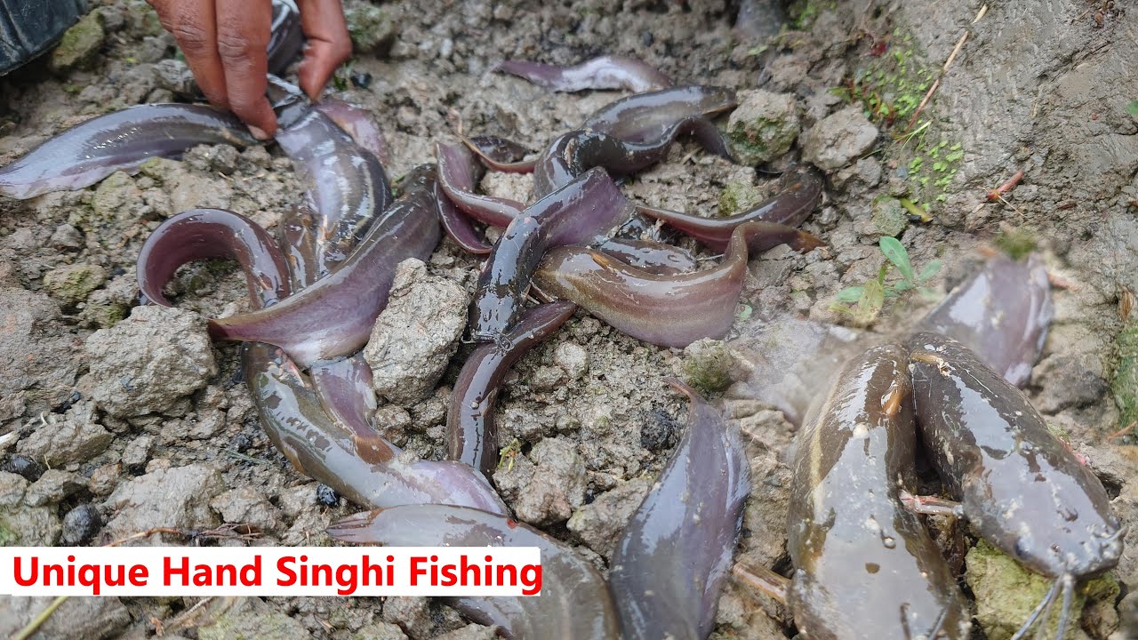 Traditional Fishing by Village Boy | Unique Hand Singhi Fishing Video ...