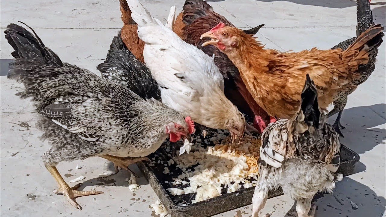 Cute Young Chicken Playing & Eating Outside | Amazing Young Chicken ...