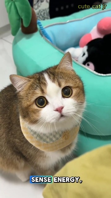 Do Cats Have a Sixth Sense 😱😱😱 Watch This #shorts #yotubeshorts #cat # ...