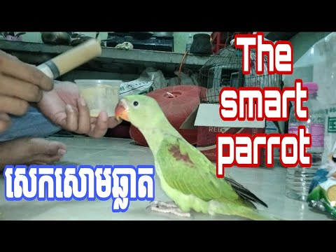 The smart parrot #birds #សត្វសេកសោមភូមាឆ្លាត - YouTube