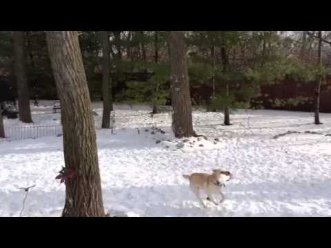 Lucy and addy play in the snow - YouTube