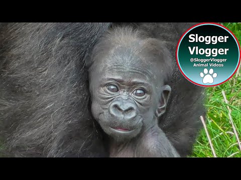 Gorilla Anne Yenidoğan Taşıma Of Her Own Way Has