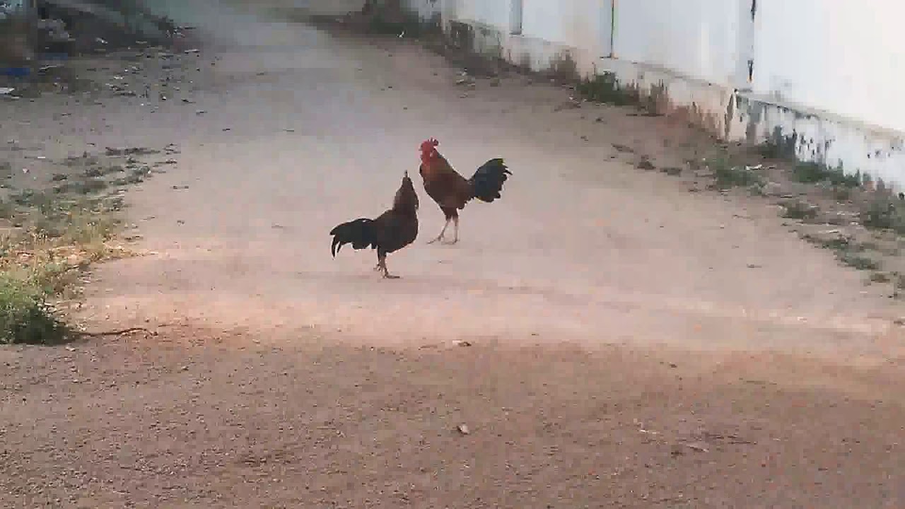 Super hen's fitting - YouTube