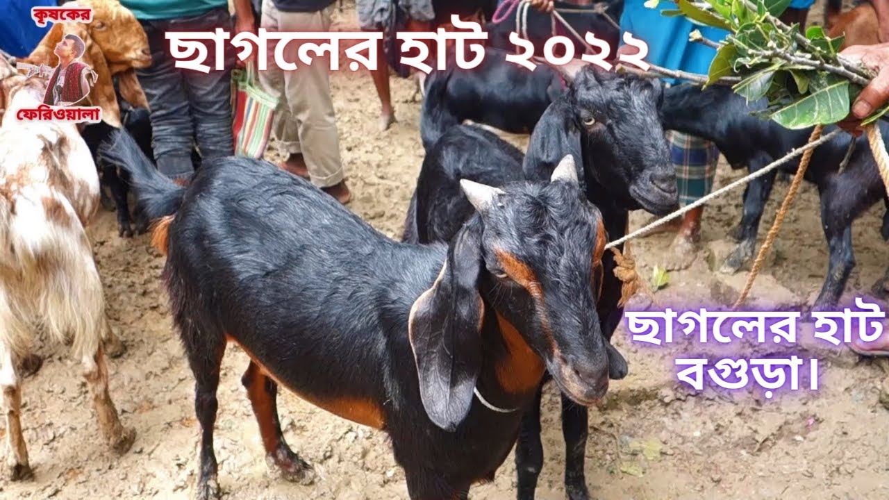 Sagoler haat 2022 || ধাপেরহাট ছাগলের হাট || ছাগলের দাম২০২২ - YouTube