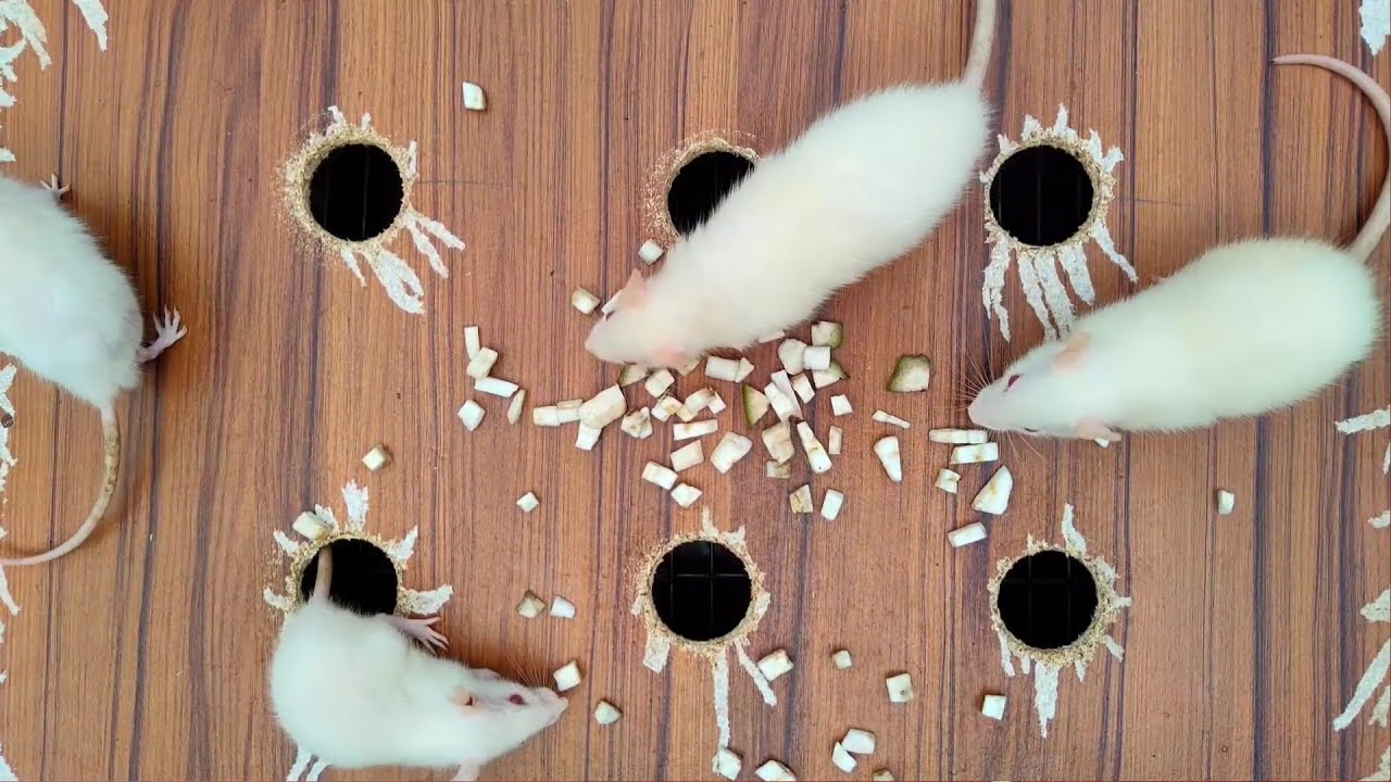 Cat TV 4K Mice in The Jerry Mouse Hole 24 7 HOURS Videos for Cats mice ...