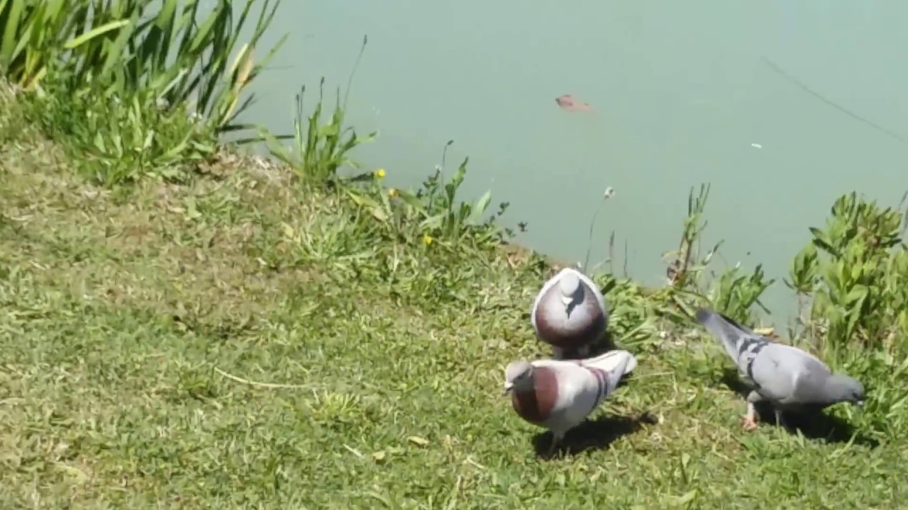 pigeon singing and love dance - YouTube