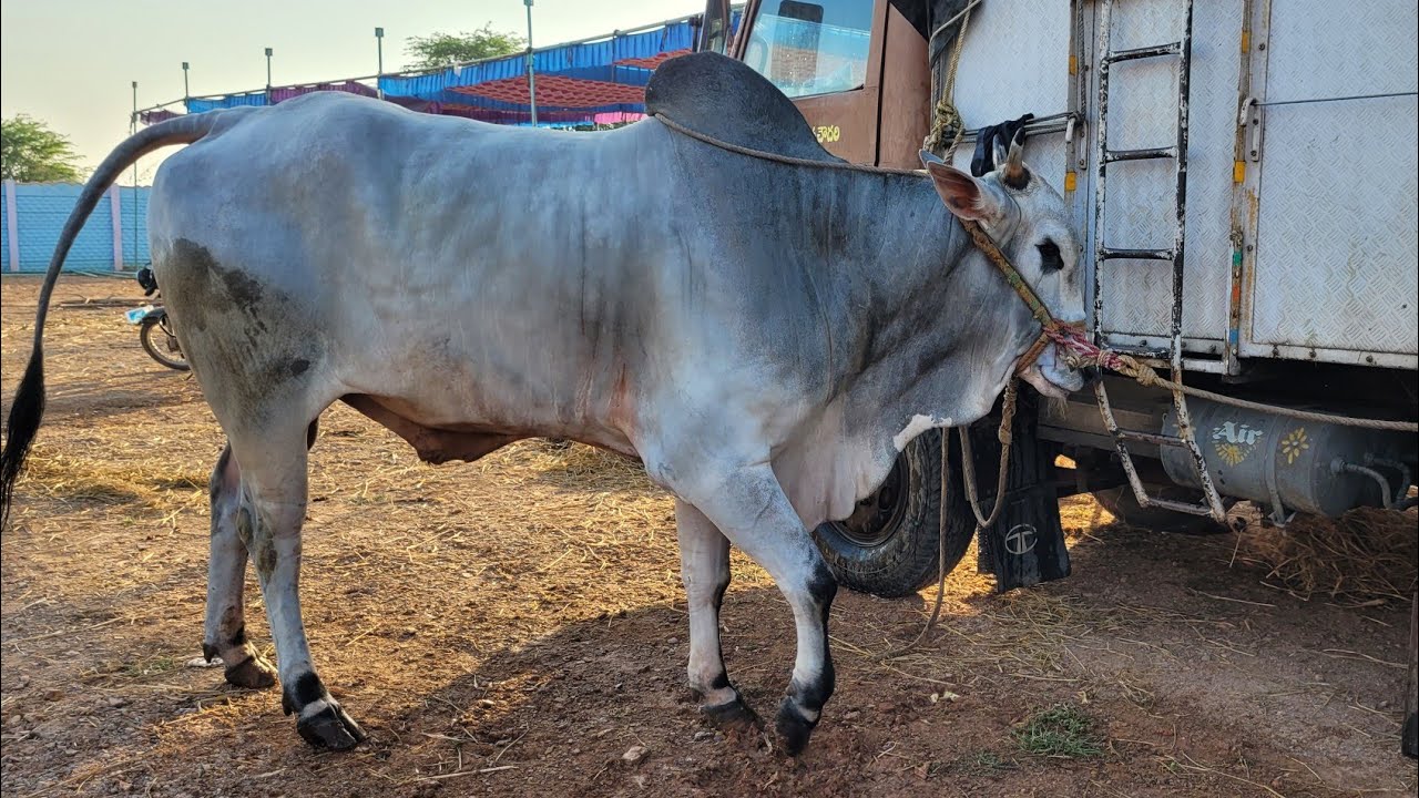 Indra& Lion RK bulls vetapalem.....in macharla - YouTube