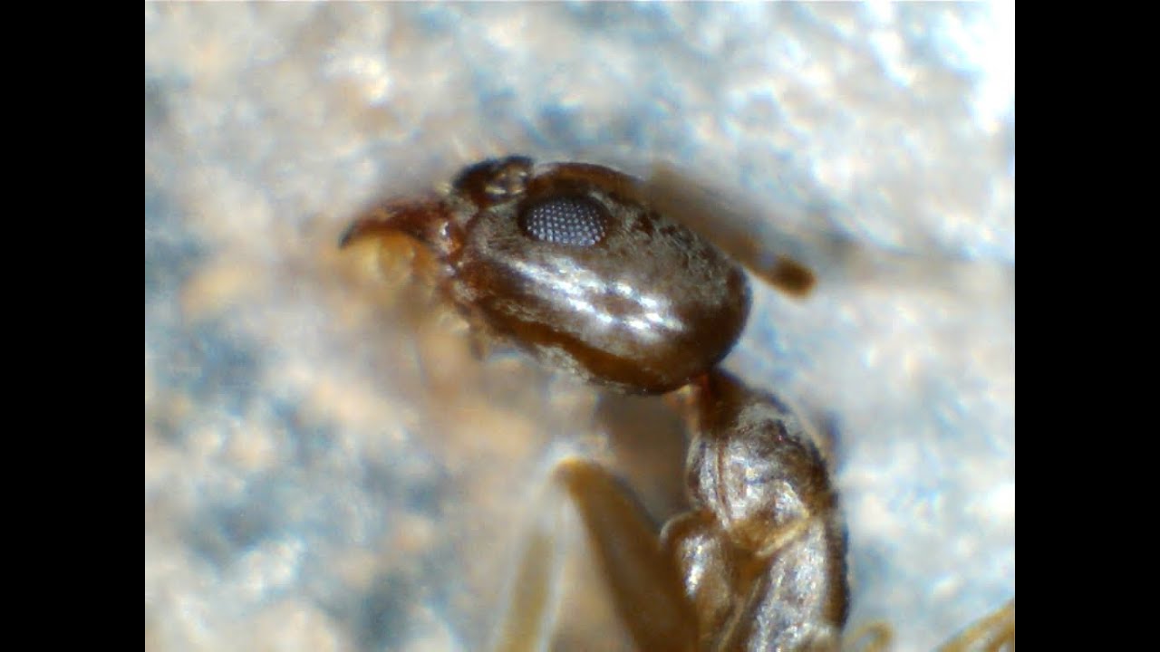 Ant Dying 800x Magnification - YouTube