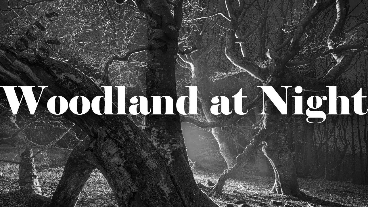Nighttime Forest Photography