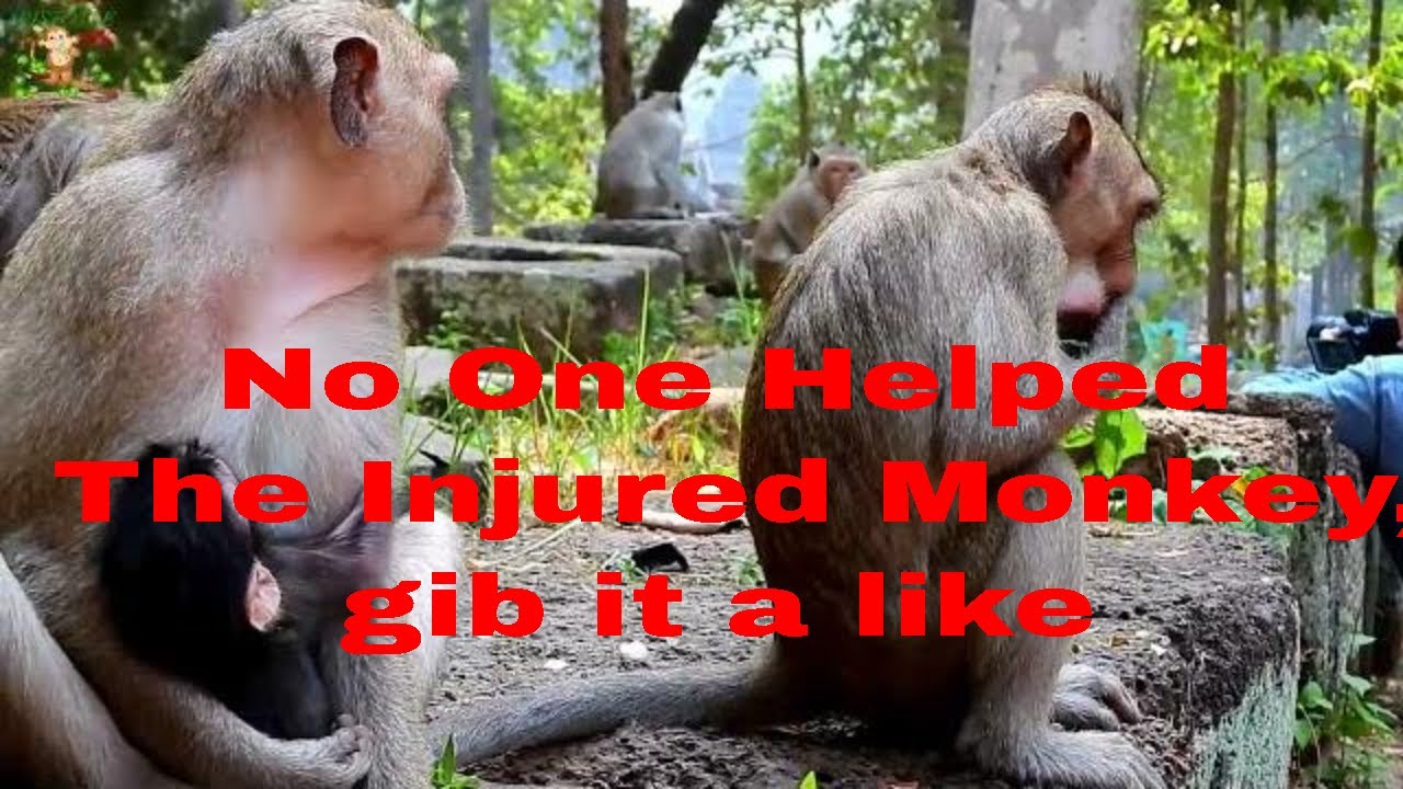 No One Helped The Injured Monkey, gib it a like - YouTube