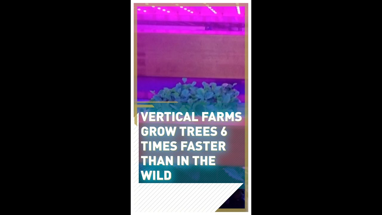 Scottish indoor vertical farm grows trees six times faster - YouTube