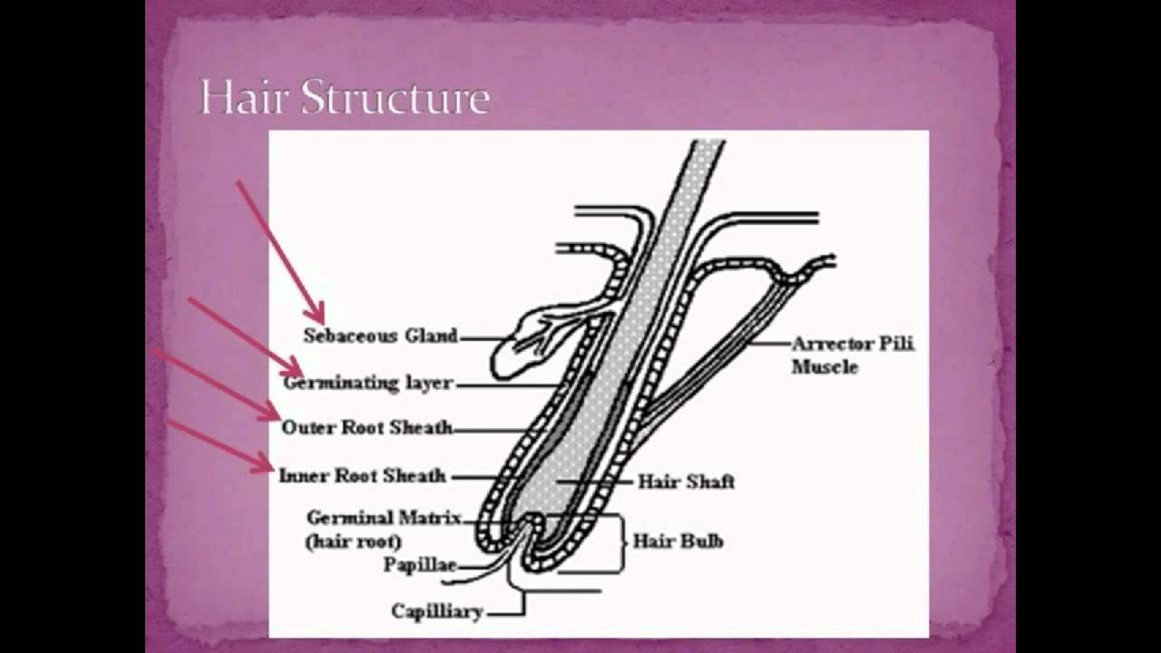 Understanding Hair Growth Part 1 - YouTube