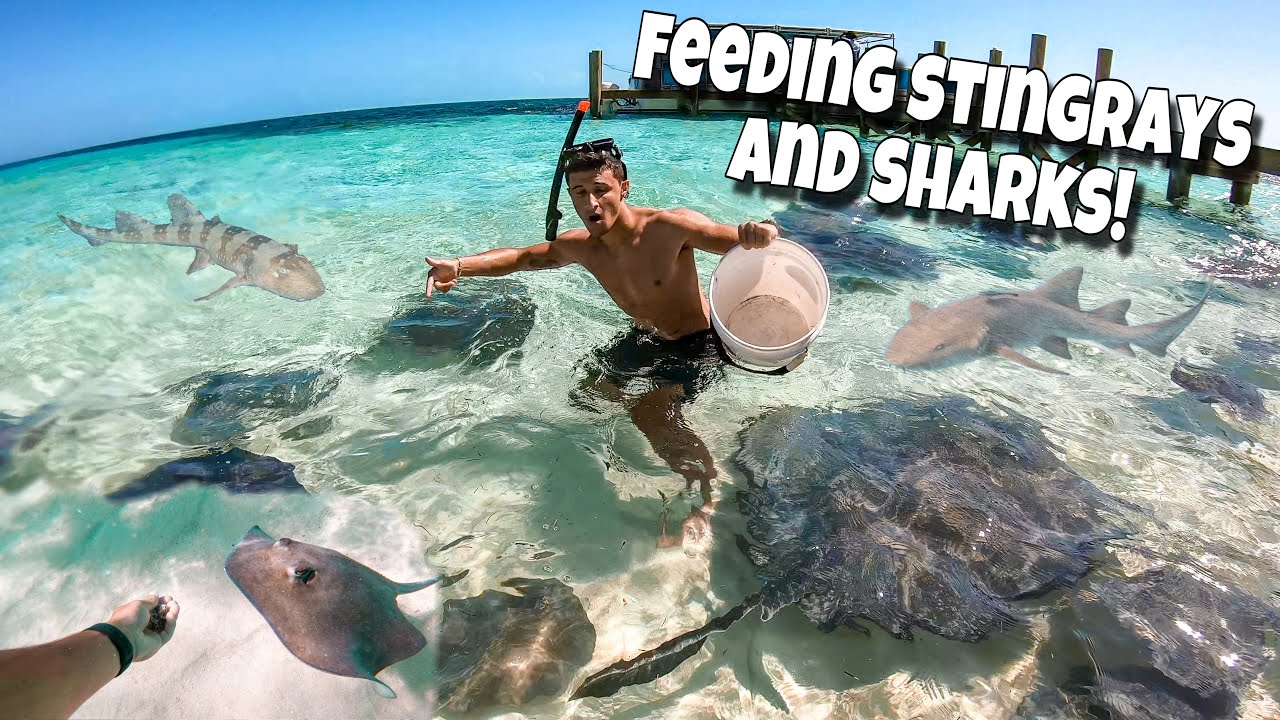 FEEDING/DIVING With SHARKS And STINGRAYS!! - YouTube