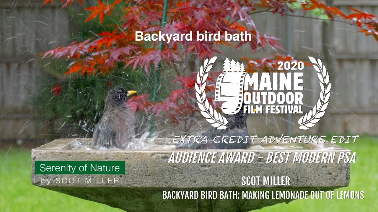 Backyard Bird Bath: Making Lemonade out of Lemons - YouTube