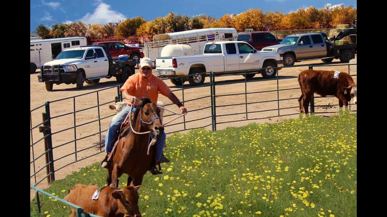Wayne Frederickson & David Brin Sorting 6 Cows Time 59.88 4D Arena ...