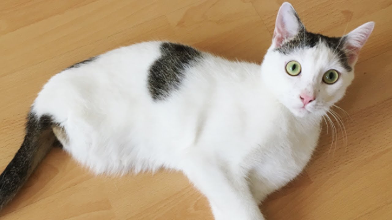 Meet Rocket, An Adorable Two-legged Cat Who Can Climb Just Like His ...