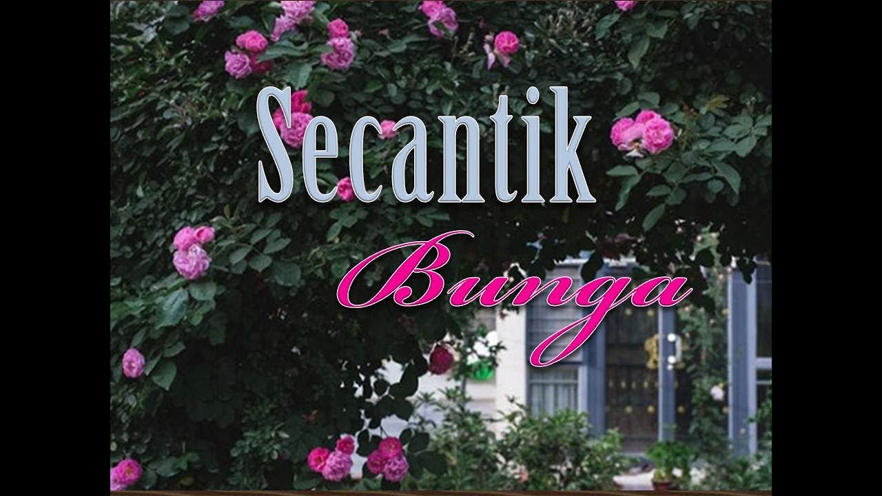 SECANTIK BUNGA - YouTube