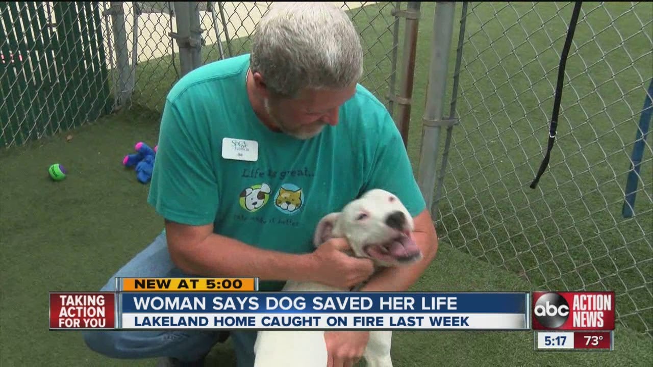 Dog helps save womans life - YouTube