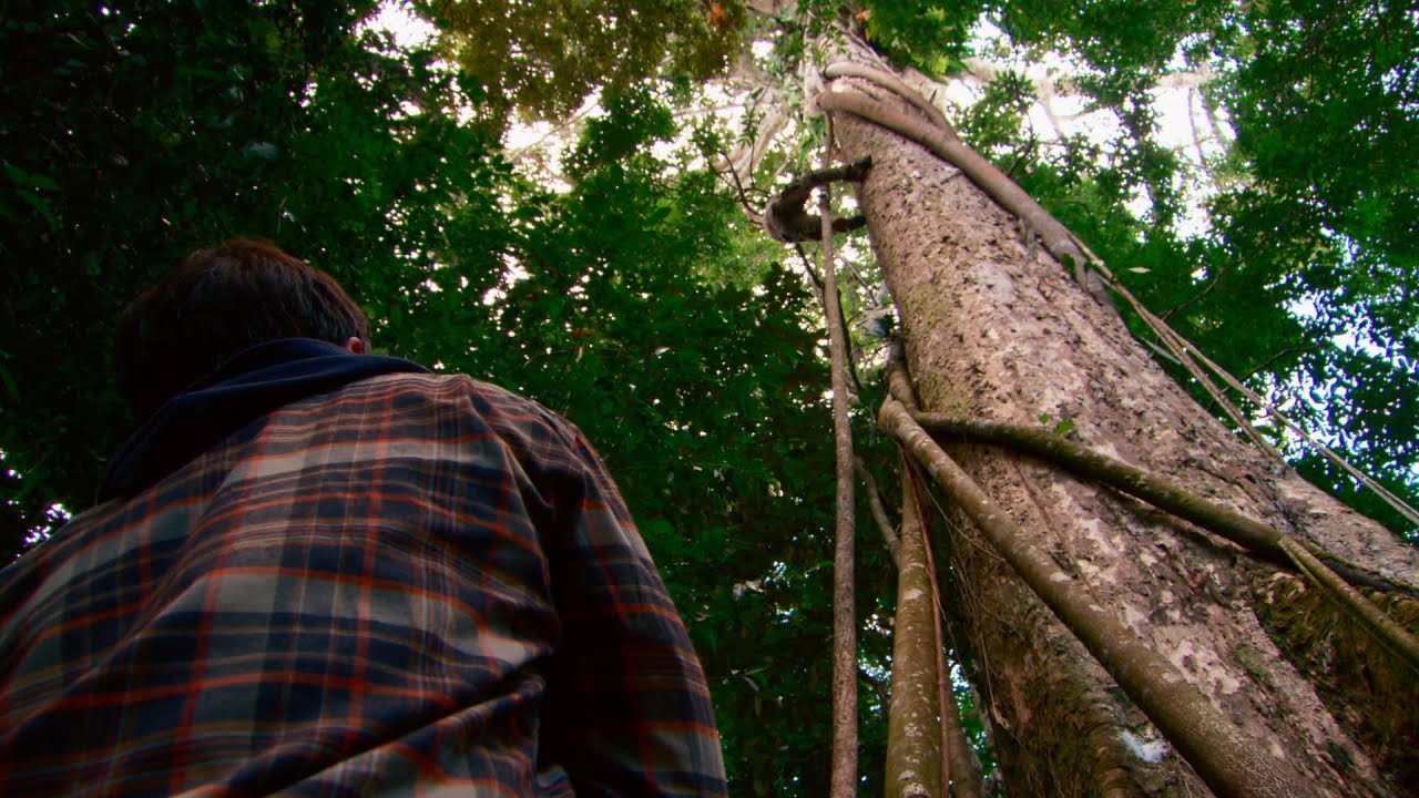 Tree Climbing with Jumar Technique - YouTube