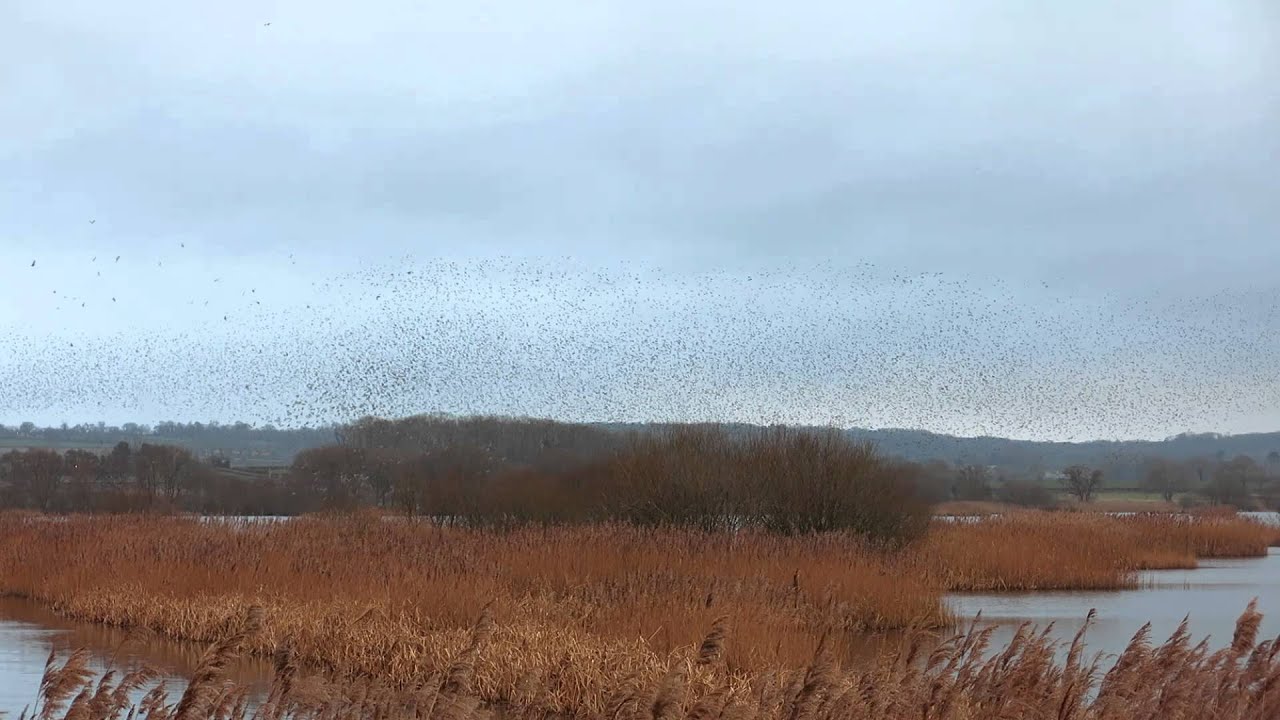 Starling Murmuration Somerset Levels - YouTube
