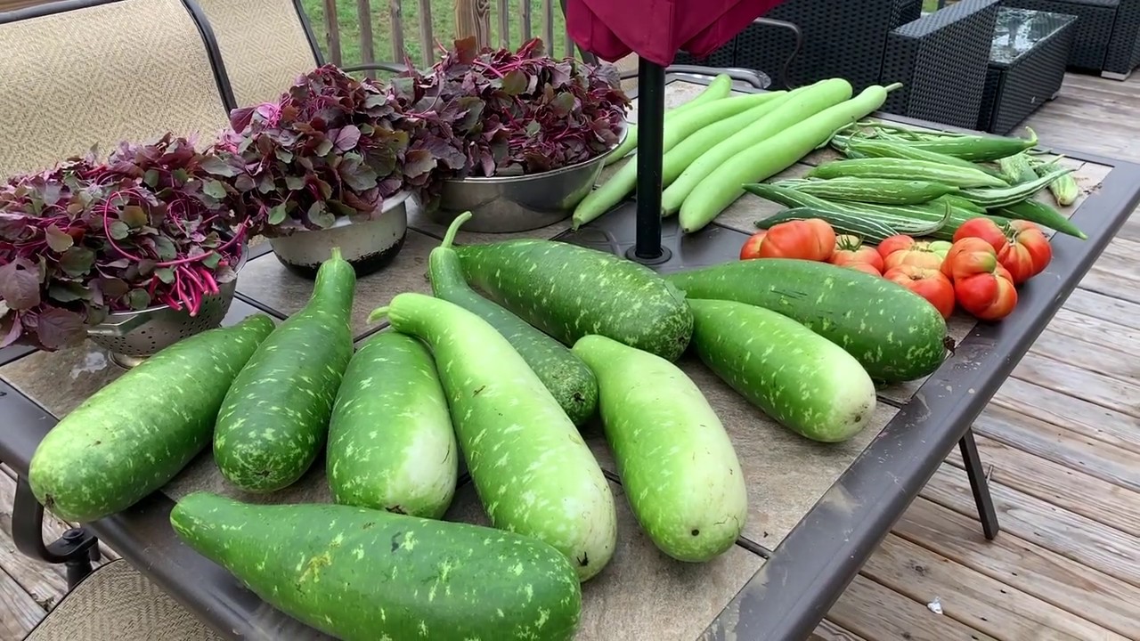 Desi vegetable garden in america,desi shobji garden,bottle gourd ...