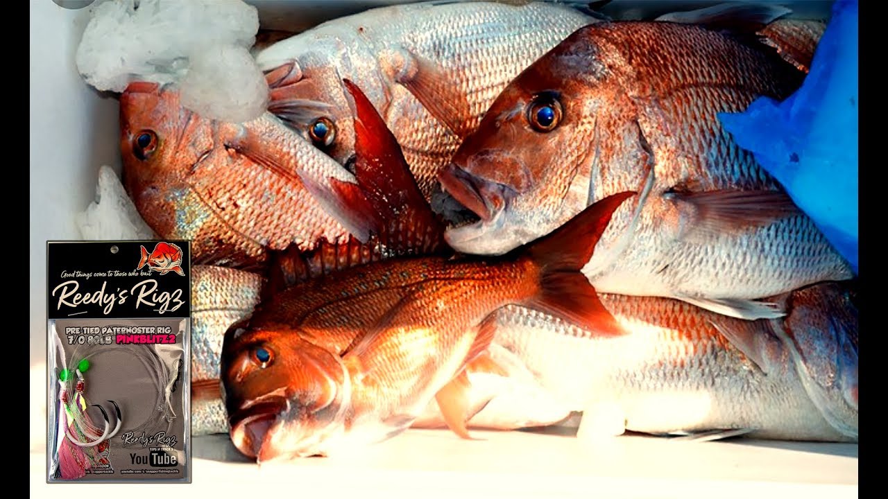 Pre Tied Snapper Fishing Rigs Info Best Rig Ultra Rig Flasher rig - YouTube