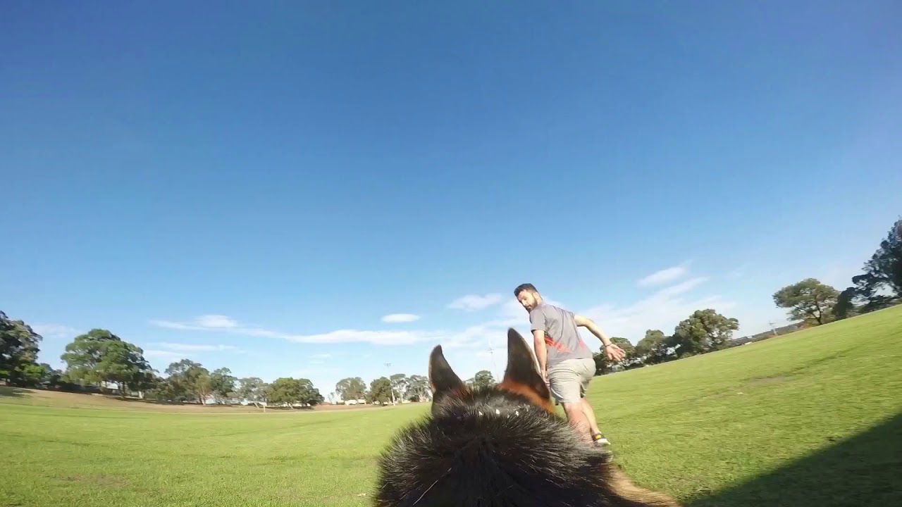 GoPro Fetch Dog Harness ( German Shepherd) - Epic GoPro - YouTube