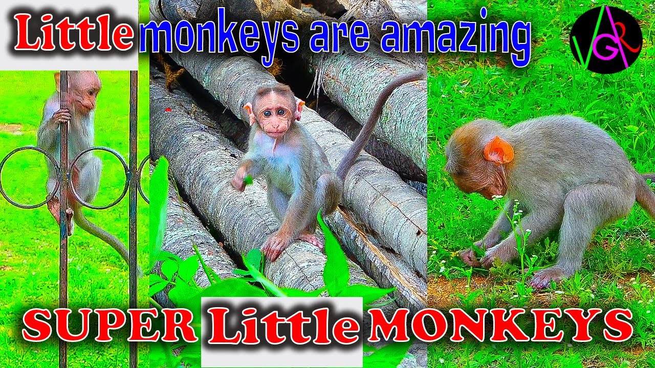 little monkeys are amazing jumping running and splashing - YouTube