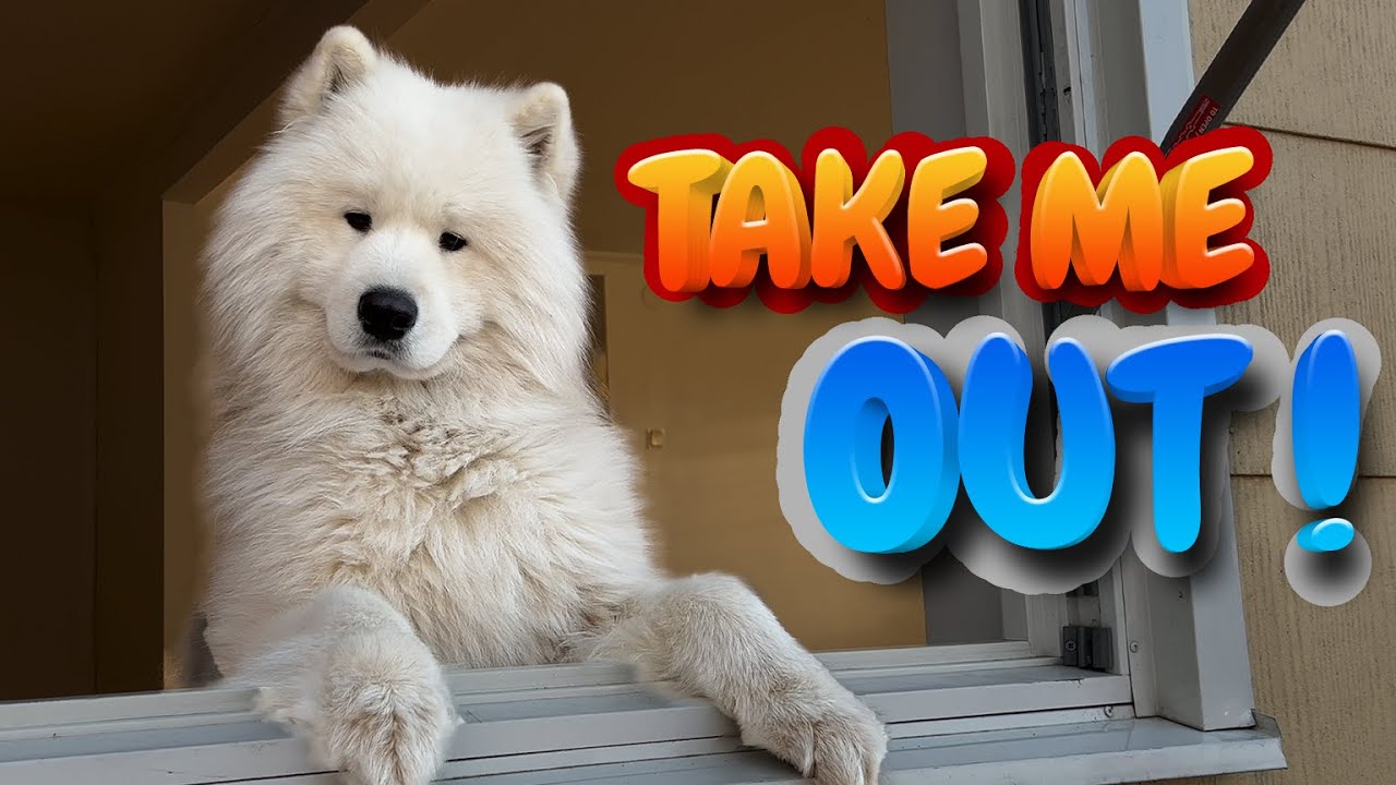 Visiting an OLD village WITH Rio Samoyed DOG - YouTube