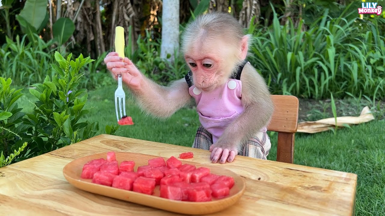 Monkey Lily enjoys the weekend with goat BeBe at the farm - YouTube