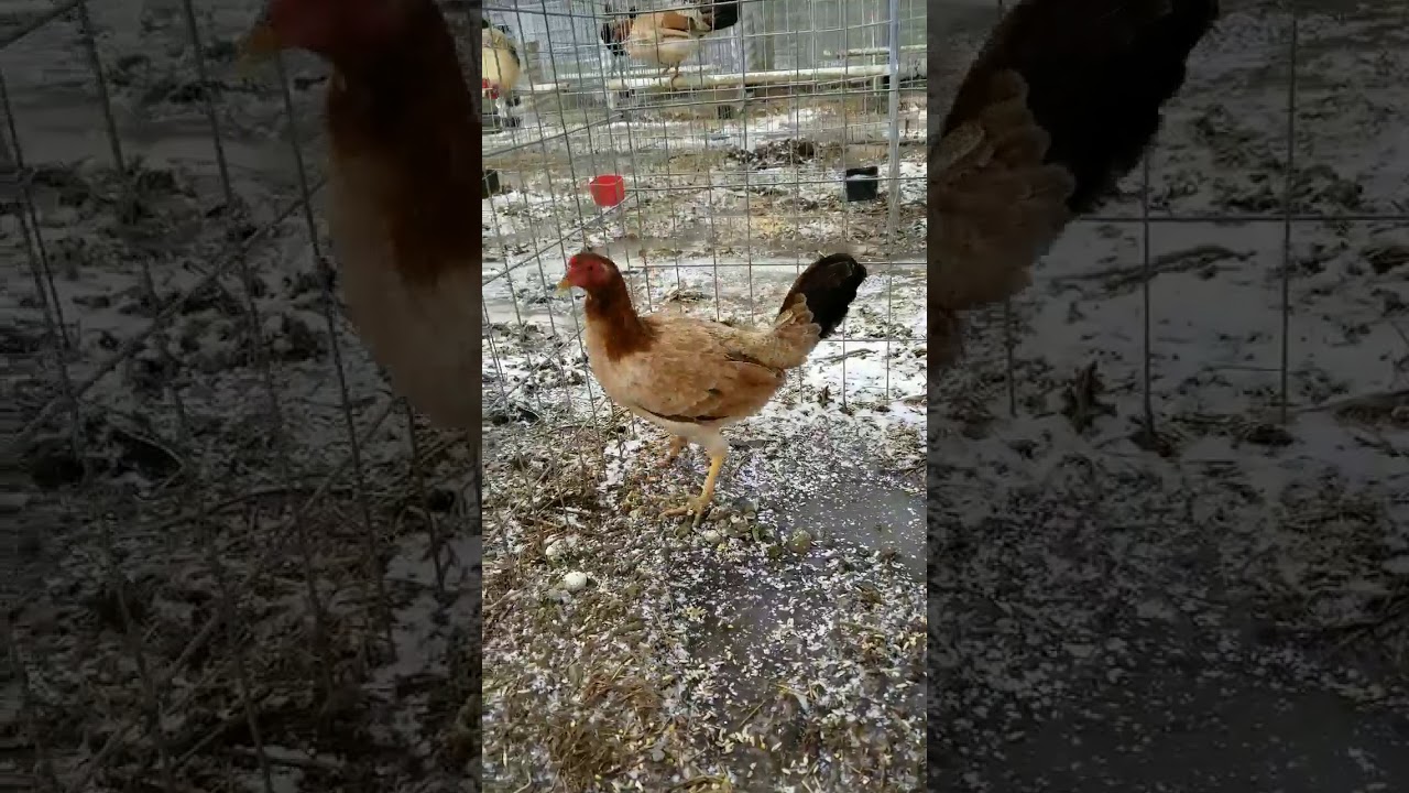 Sweater Hen 2018 - YouTube