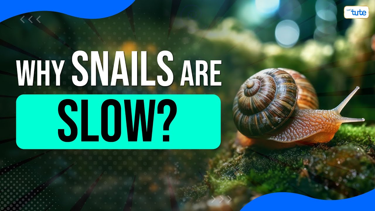 😯DID YOU KNOW? Snails Can Sleep For YEARS 💤| Letstute - YouTube