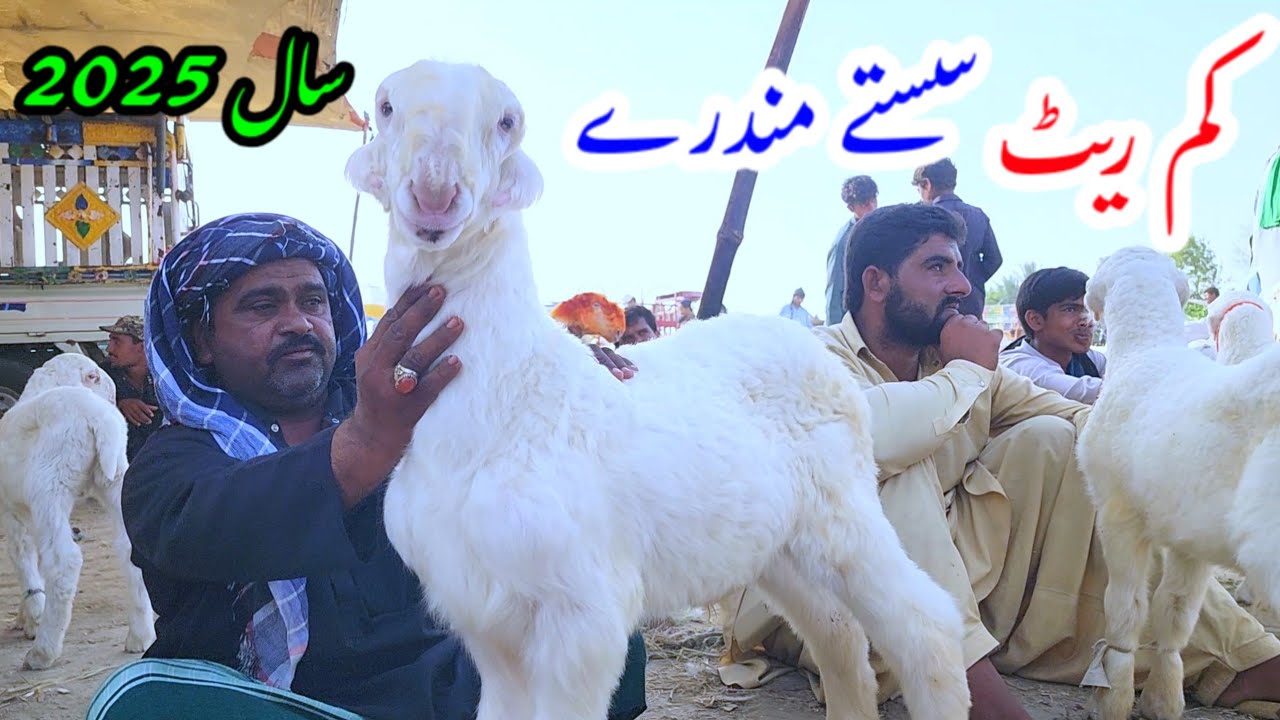 Mundri Sheep quality number 1 Mundra Sal 2025 zero size Mundra Malik ...