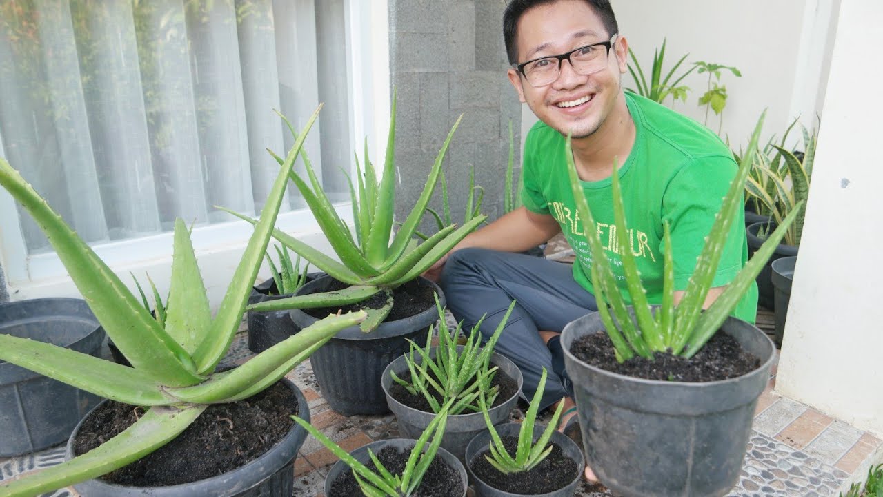 Pindahin Tunas Lidah Buaya Yuk! - YouTube