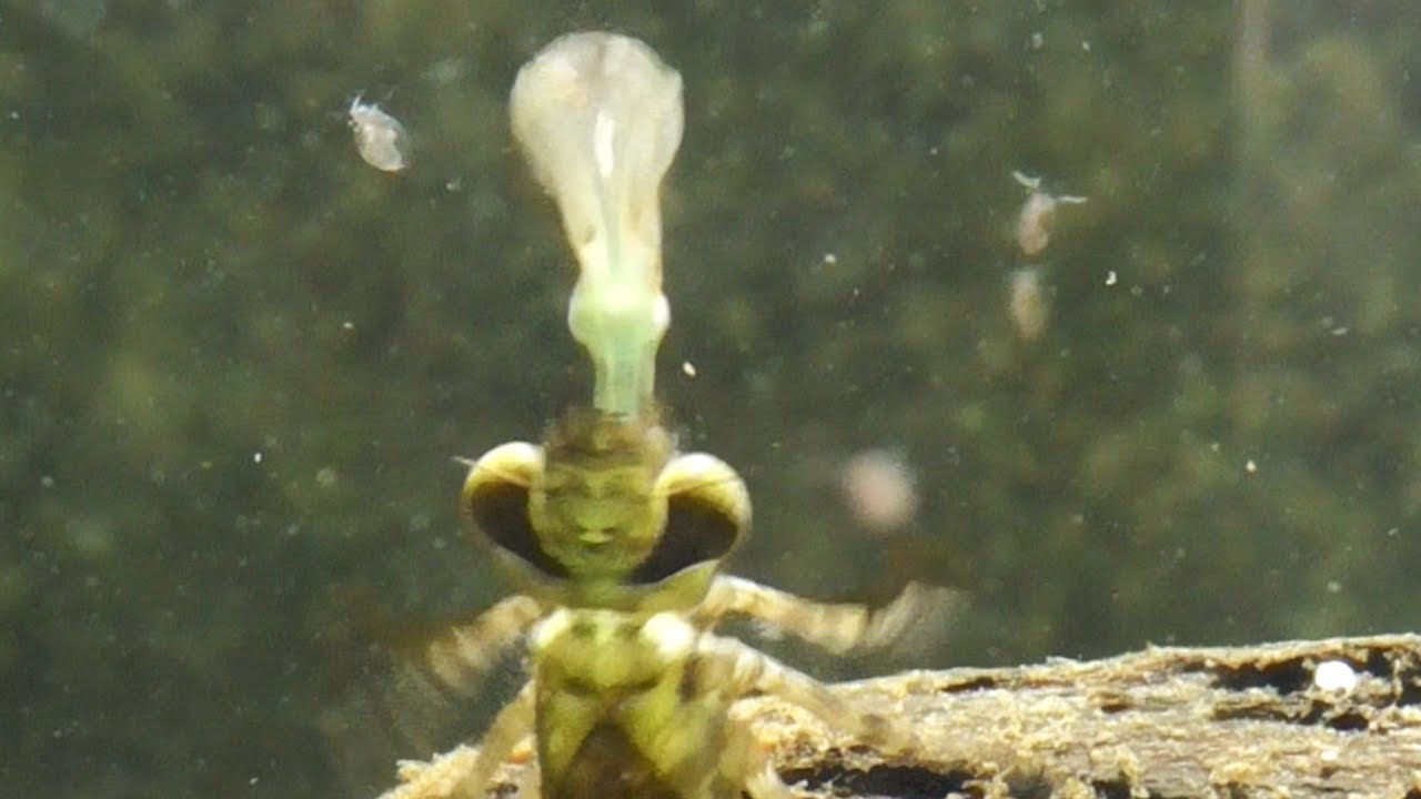 one of the best designed fishing tackles: Dragonfly nymph hunts ...